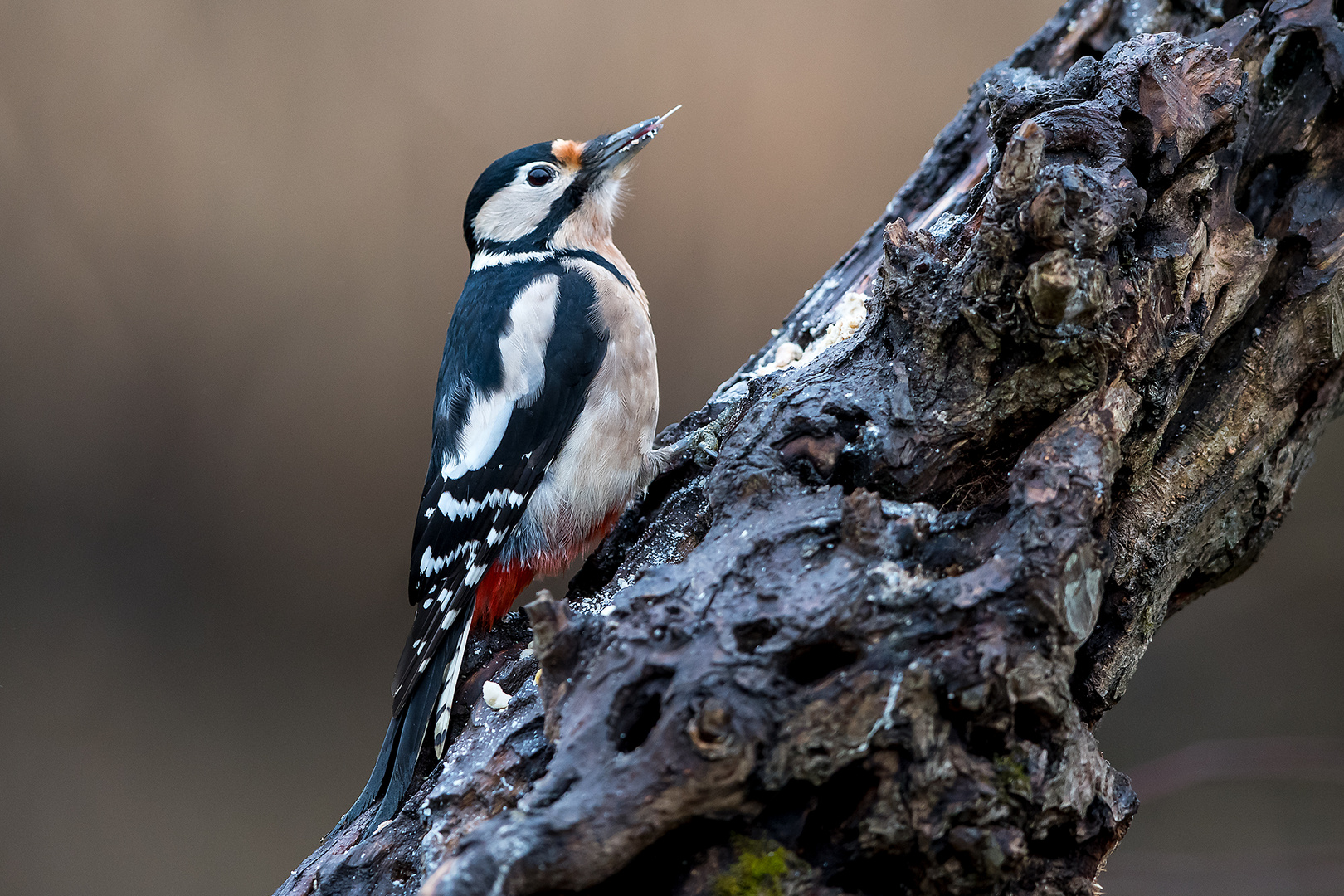 Buntspecht Foto & Bild | tiere, wildlife, nikon Bilder auf fotocommunity