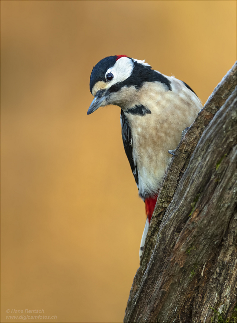 Buntspecht Foto & Bild | tiere, wildlife, wild lebende vögel Bilder auf ...