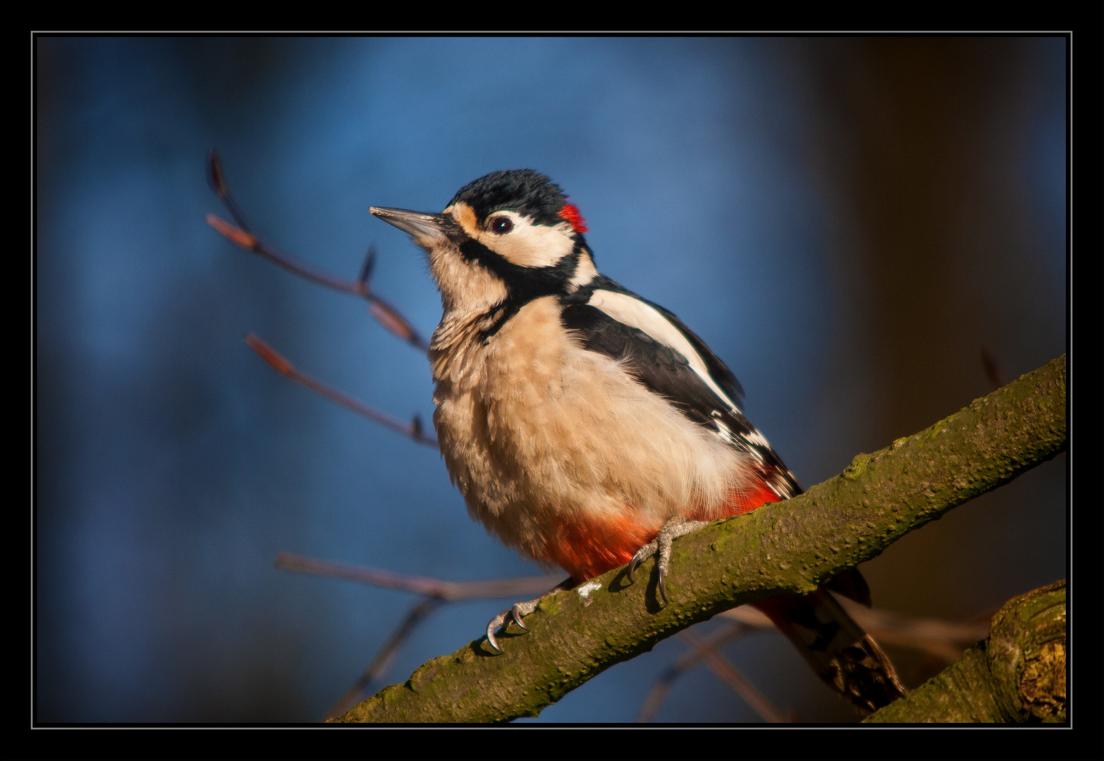Buntspecht Foto & Bild | tiere, wildlife, wild lebende vögel Bilder auf ...