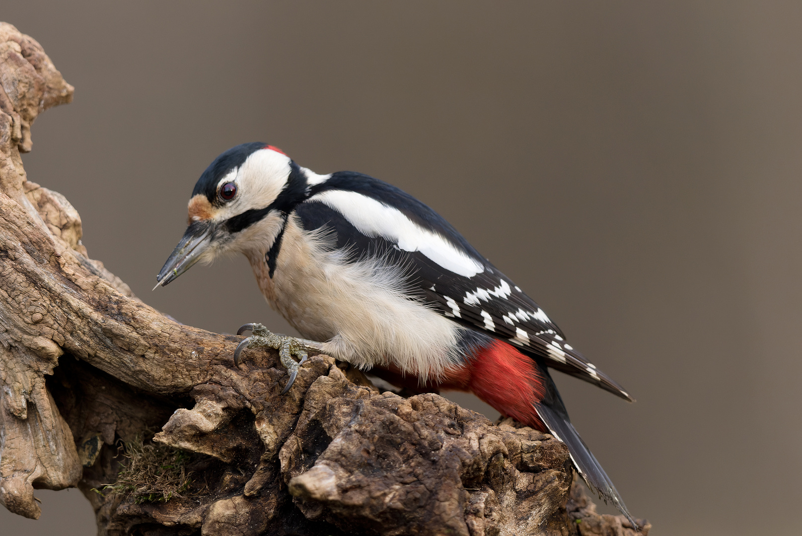 Buntspecht Foto & Bild | tiere, wildlife, wild lebende vögel Bilder auf ...