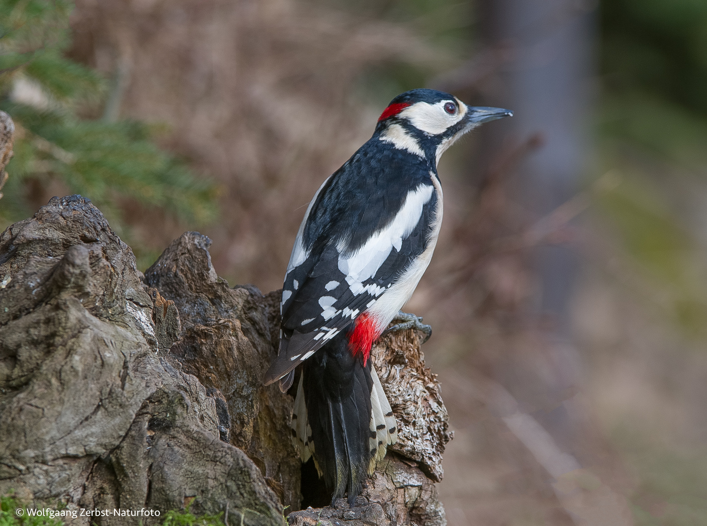 -- Buntspecht -- Foto & Bild | fotos, natur, tiere Bilder auf fotocommunity