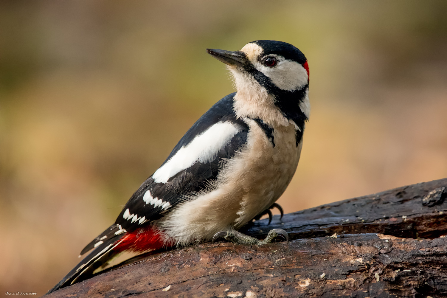Buntspecht Foto & Bild | tiere, wildlife, wild lebende vögel Bilder auf ...