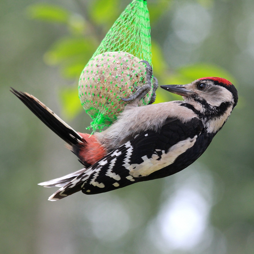 Buntspecht Foto & Bild | tiere, wildlife, wild lebende vögel Bilder auf ...