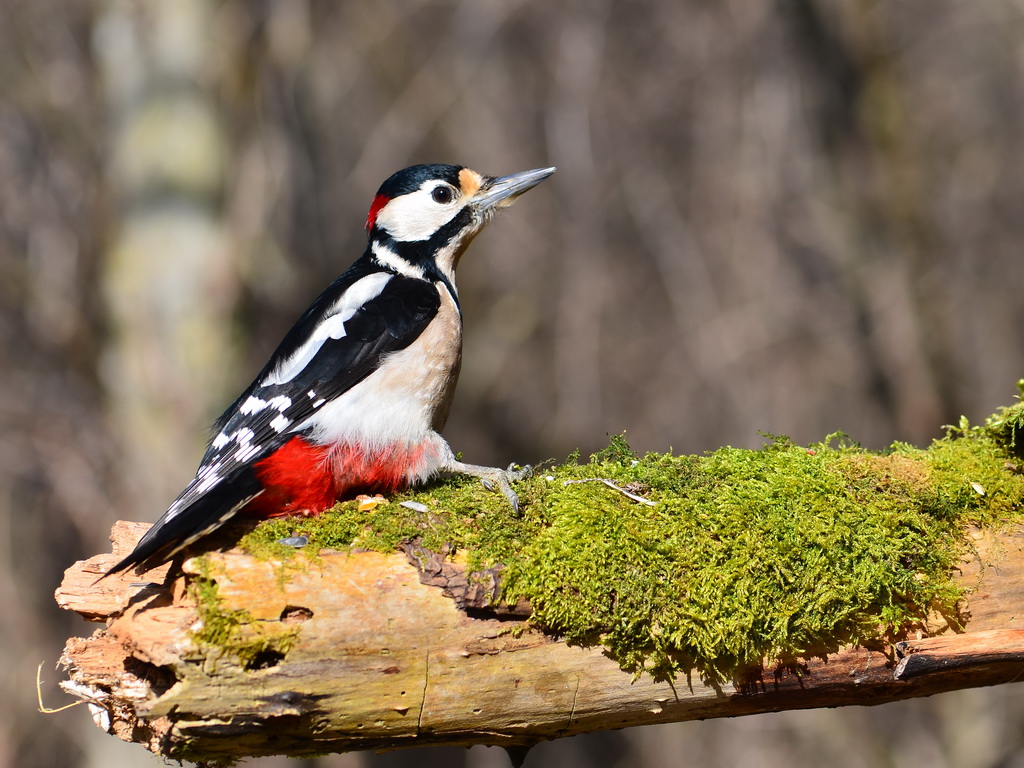 Buntspecht Foto & Bild | tiere, natur Bilder auf fotocommunity