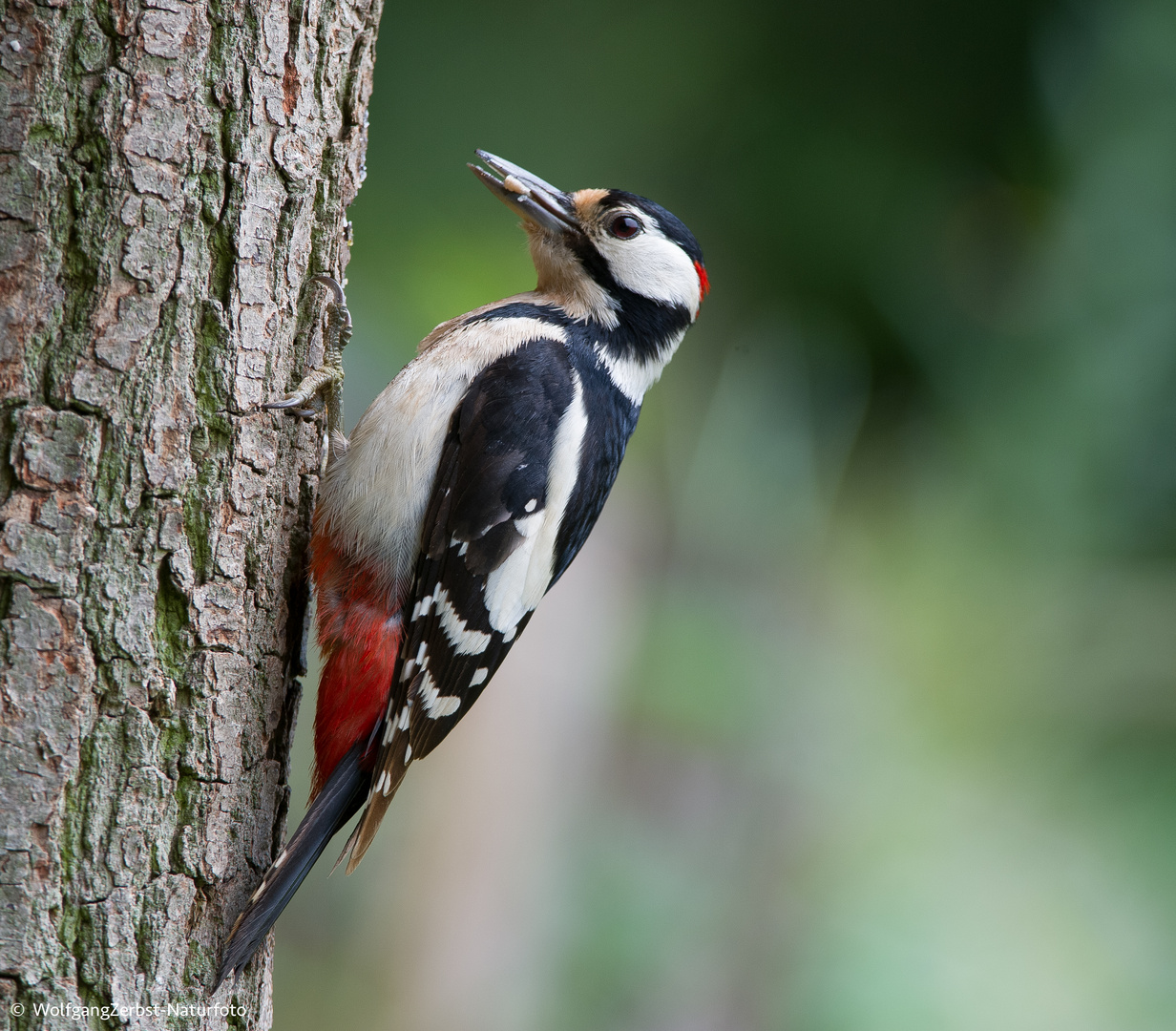 Buntspecht --- Foto & Bild | fotos, winter, frühling Bilder auf ...
