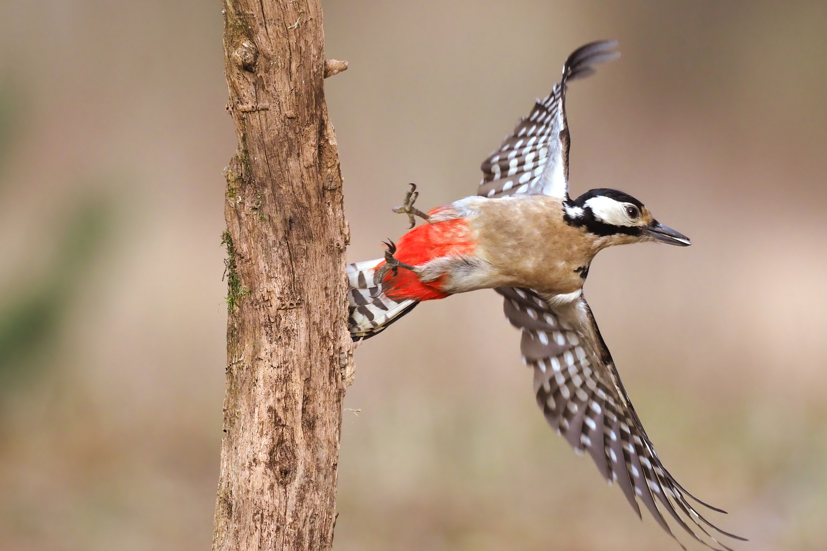 BUNTSPECHT ... Foto & Bild | tiere, wildlife, wild lebende vögel Bilder ...