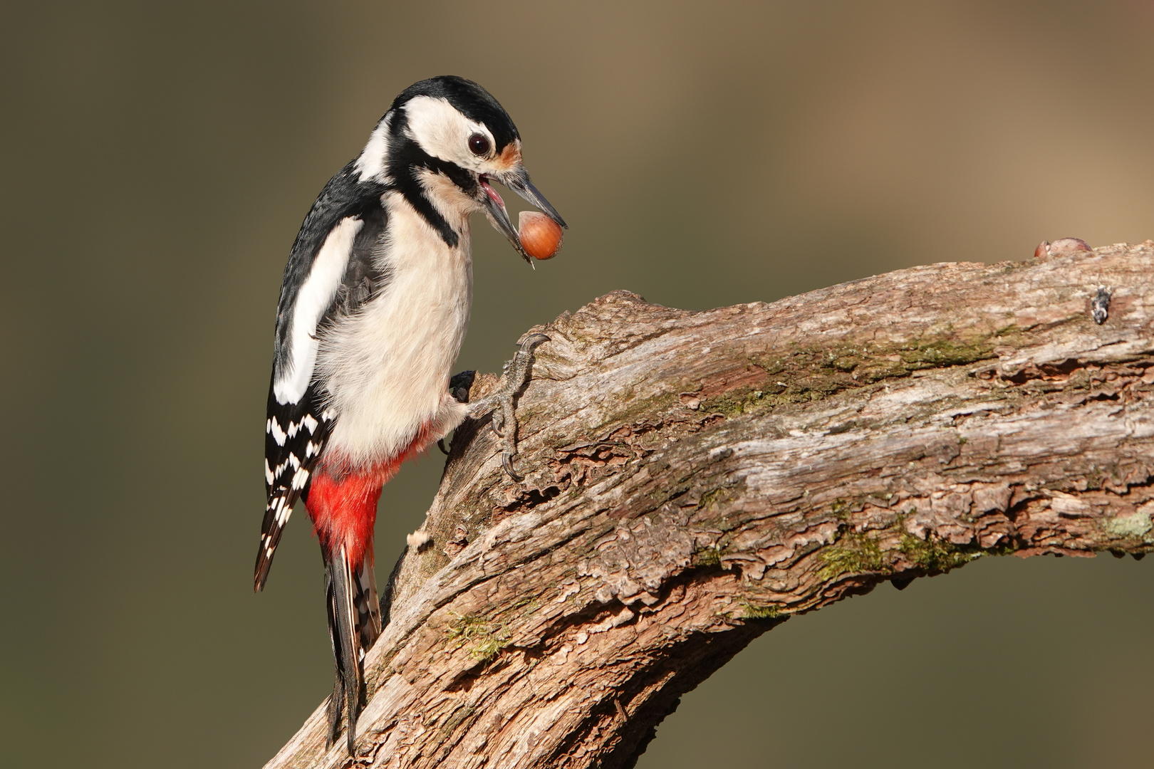 Buntspecht Foto & Bild | natur, tiere, vögel Bilder auf fotocommunity