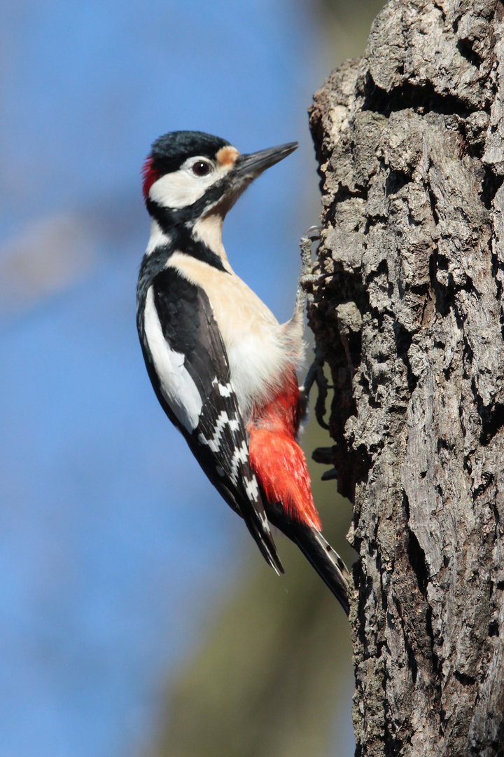 Buntspecht Foto & Bild | park, wald, baum Bilder auf fotocommunity