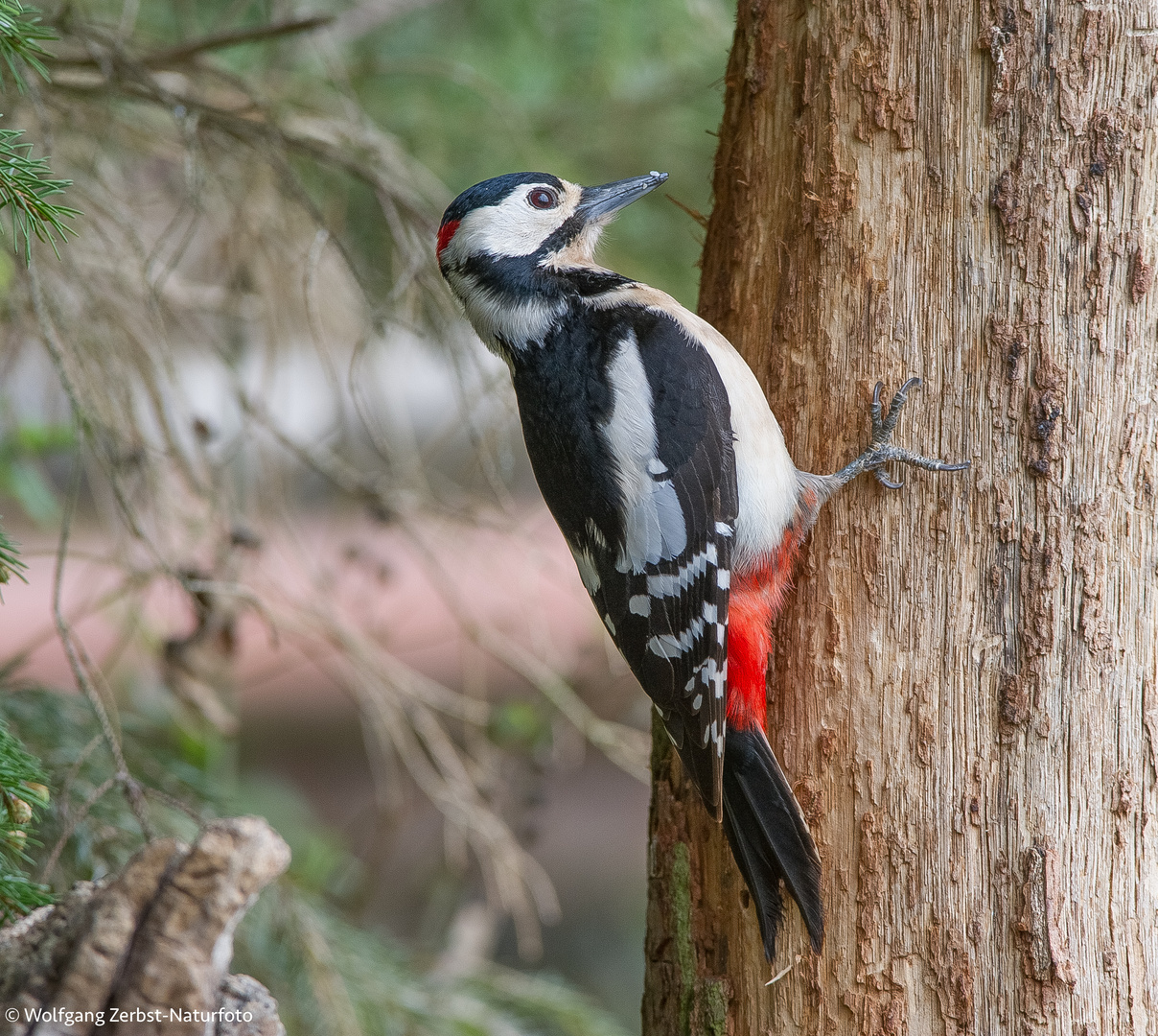 -- Buntspecht -- Foto & Bild | fotos, world, natur Bilder auf fotocommunity