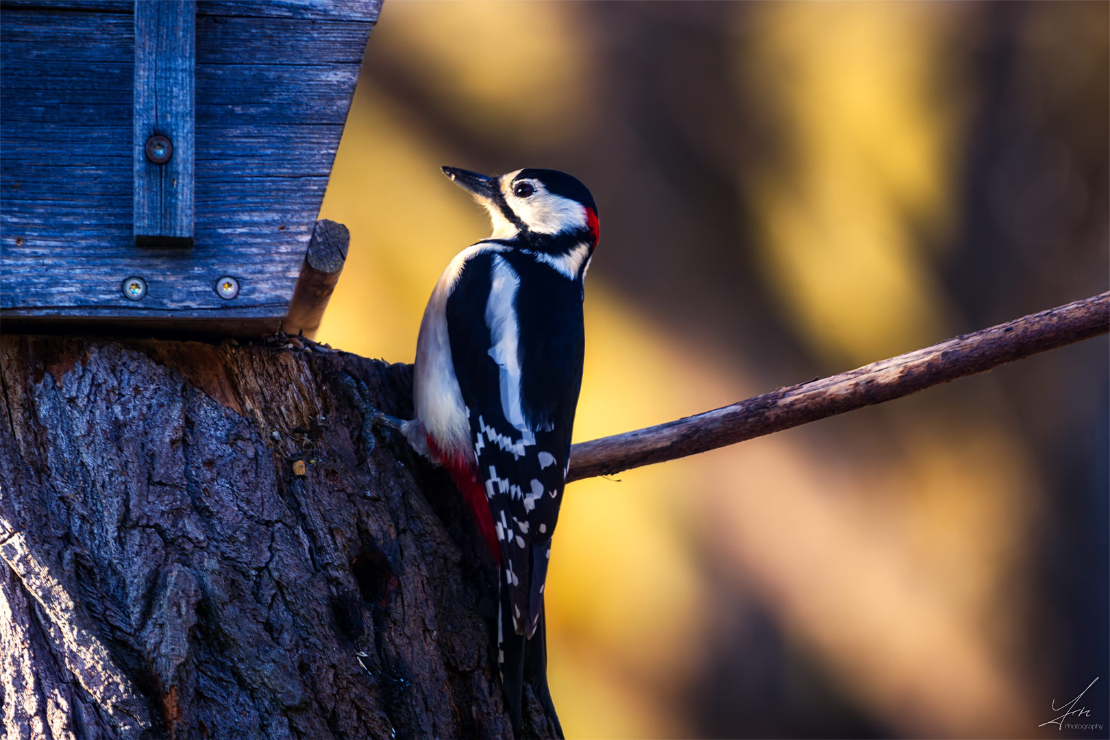 Buntspecht Foto & Bild | tiere, wildlife, wild lebende vögel Bilder auf fotocommunity