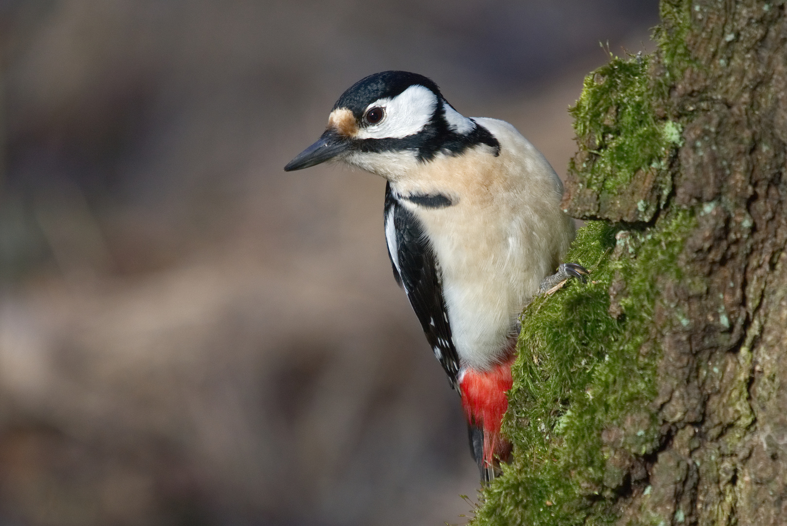 Buntspecht Foto & Bild | tiere, wildlife, wild lebende vögel Bilder auf ...