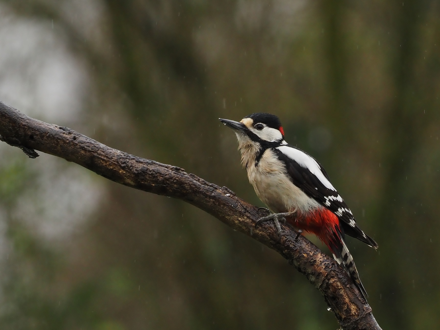 Buntspecht Foto & Bild | tiere, wildlife, wild lebende vögel Bilder auf ...