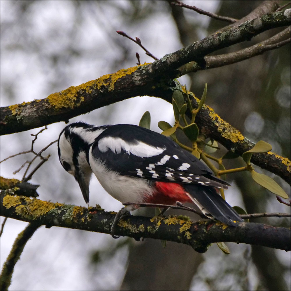 Buntspecht bei der Arbeit Foto & Bild | tiere, wildlife, wild lebende ...