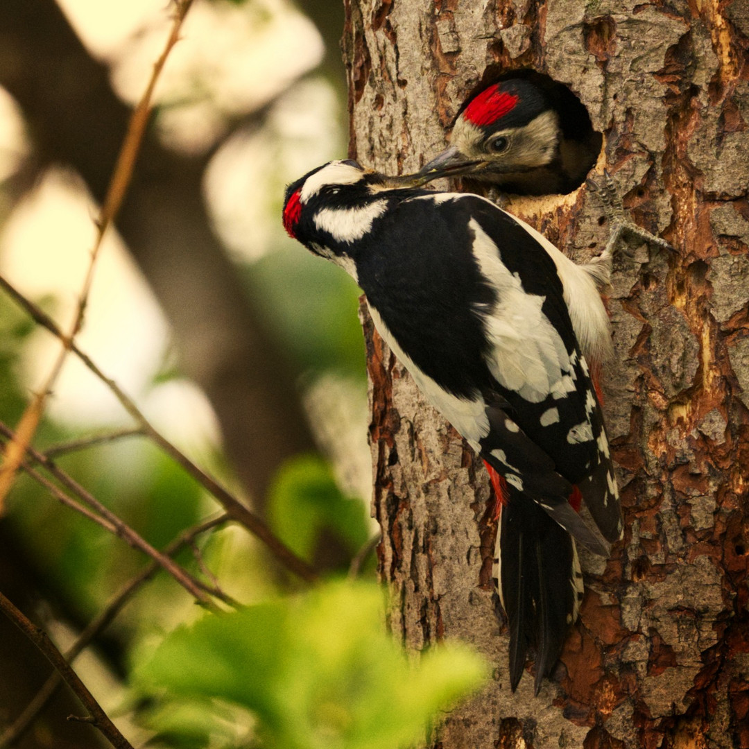 Buntspecht bei der Fütterung des Jungtieres Foto & Bild | tiere, tierkinder, natur Bilder auf ...