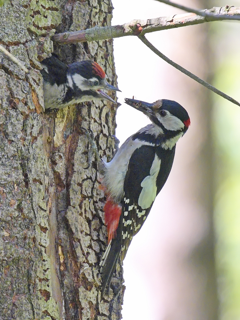 Buntspecht bei der Fütterung Foto & Bild | tiere, wildlife, wild ...