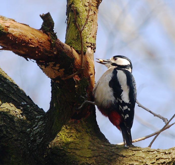 Buntspecht bei der Nahrungssuche Foto & Bild | tiere, wildlife, wild ...