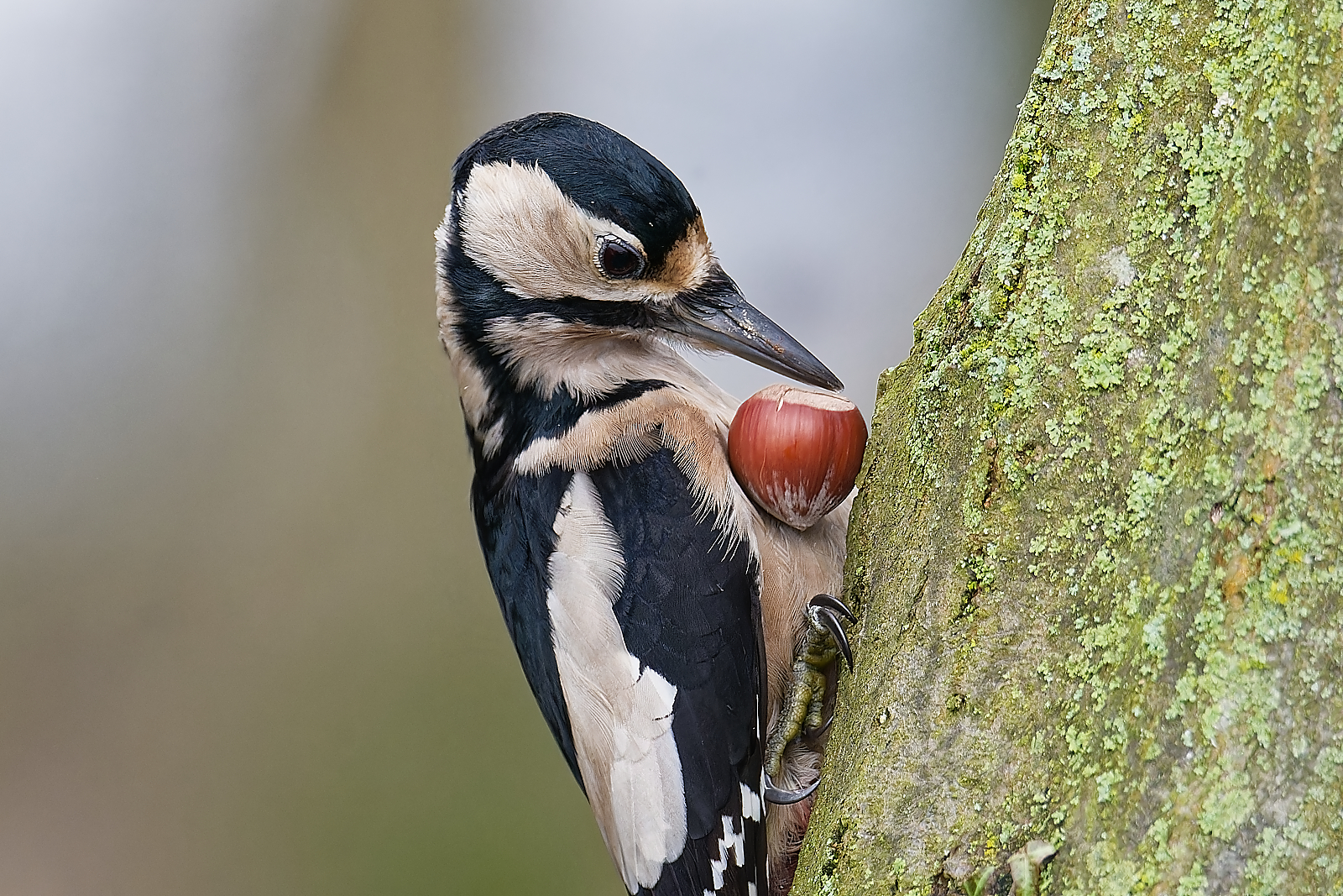 Buntspecht bei der Nahrungssuche. Foto & Bild | tiere, wildlife, wild ...