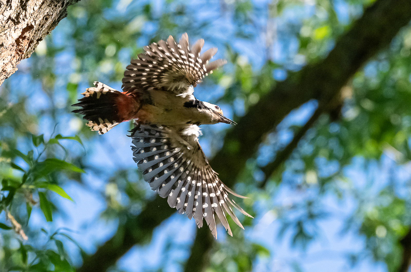 Buntspecht beim Abflug aus der Bruthöhle Foto & Bild | tiere, wildlife ...
