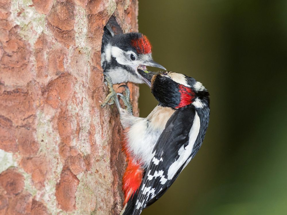 Buntspecht beim füttern Foto & Bild | tiere, wildlife, wild lebende ...