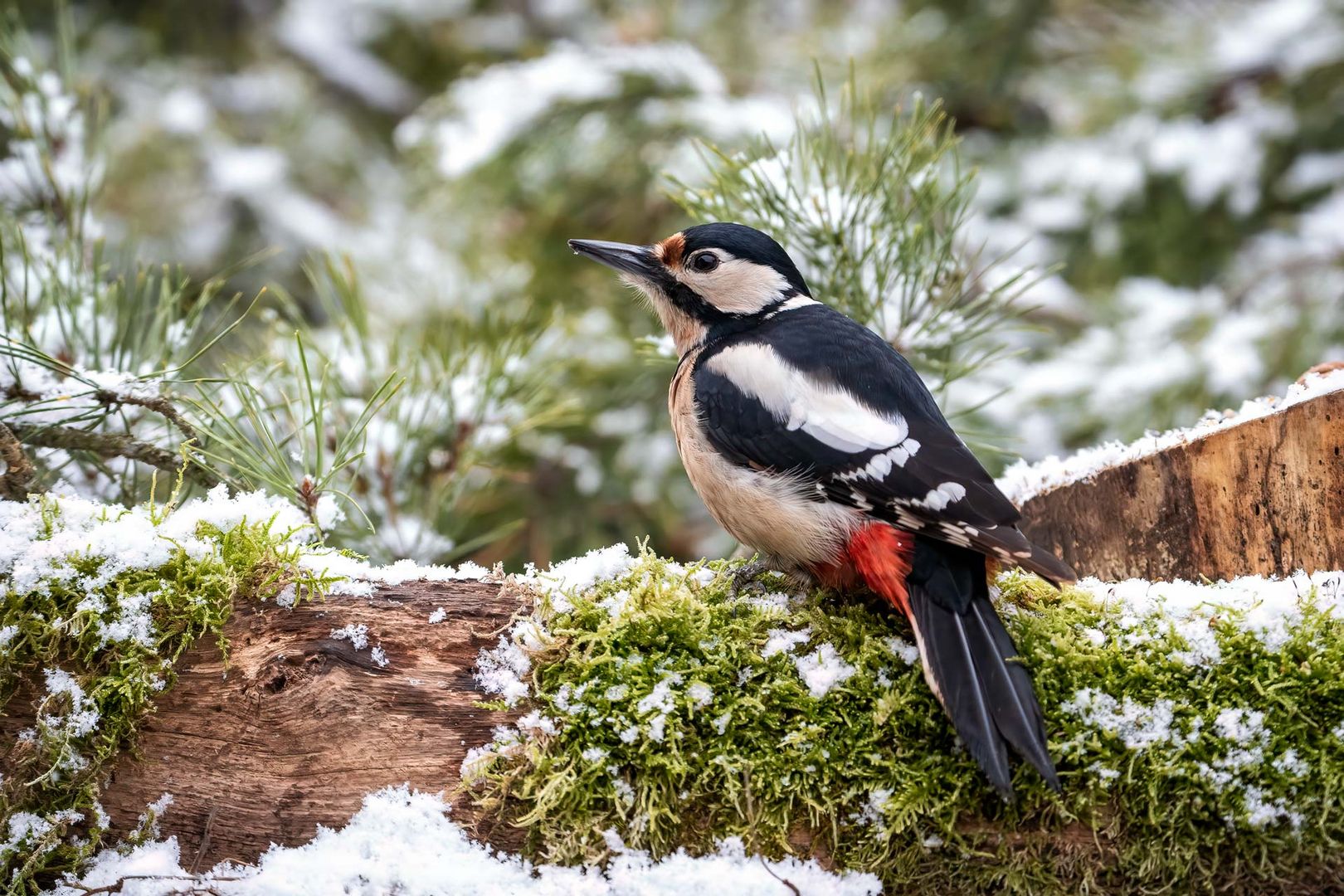 Buntspecht Foto & Bild | tiere, wildlife, wild lebende vögel Bilder auf ...
