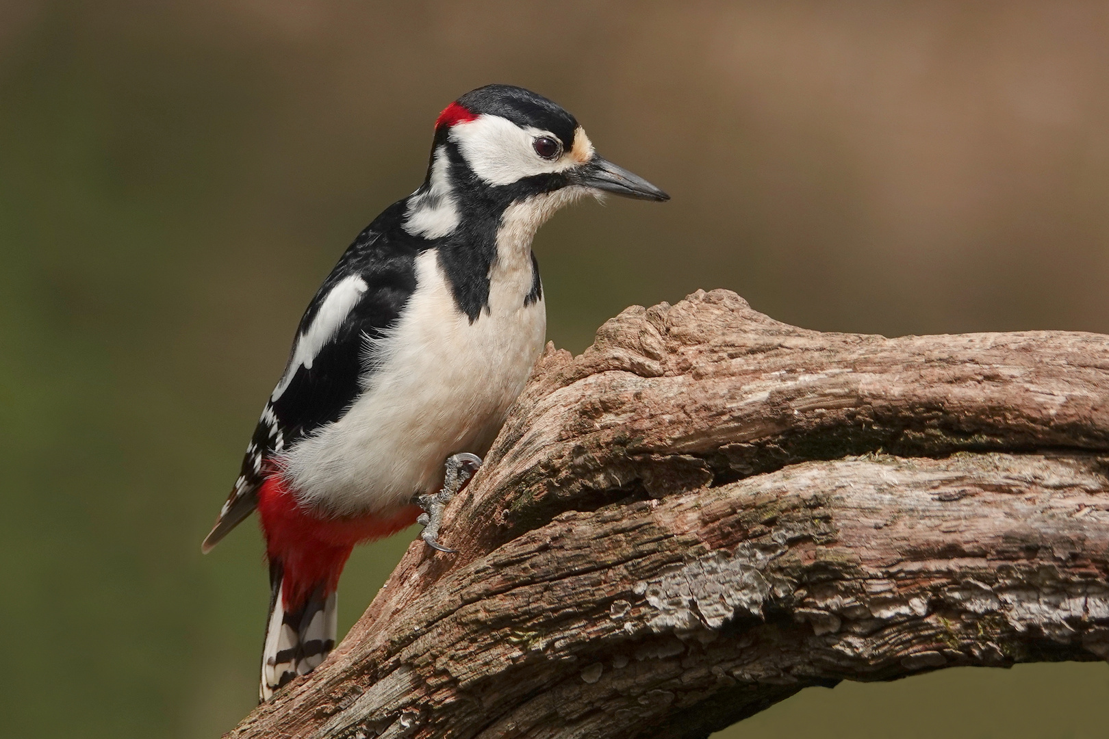 Buntspecht Foto & Bild | tiere, wildlife, wild lebende vögel Bilder auf ...