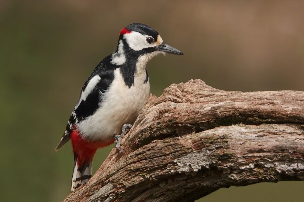 Buntspecht | Naturfotografie Urs Kägi