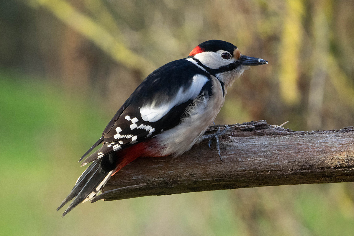 Buntspecht Foto & Bild | natur, tiere, vögel Bilder auf fotocommunity