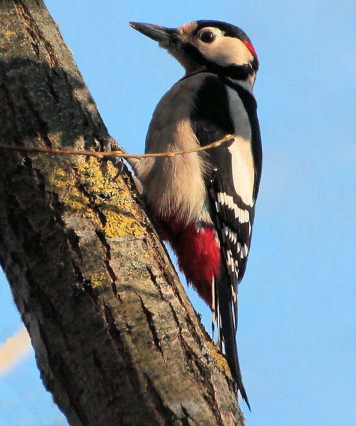 BUNTSPECHT Foto & Bild | tiere, wildlife, wild lebende vögel Bilder auf ...