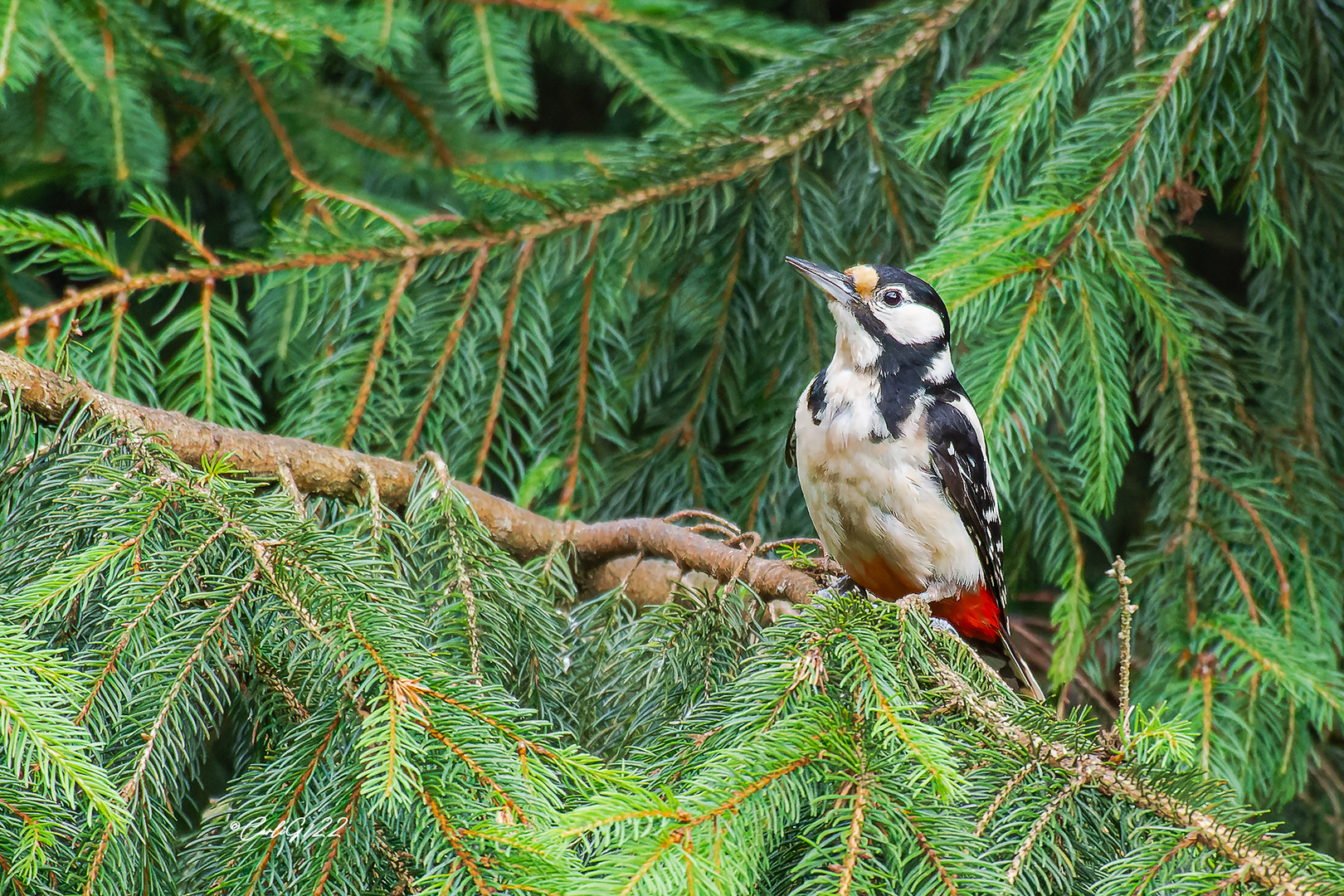 Buntspecht Foto & Bild | natur, tiere, wildlife Bilder auf fotocommunity