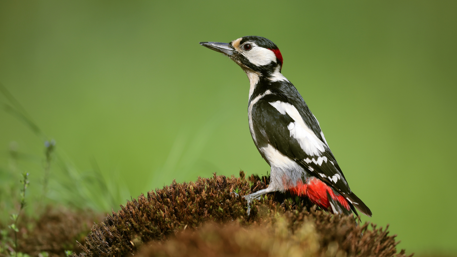 BUNTSPECHT ... Foto & Bild | tiere, wildlife, wild lebende vögel Bilder ...