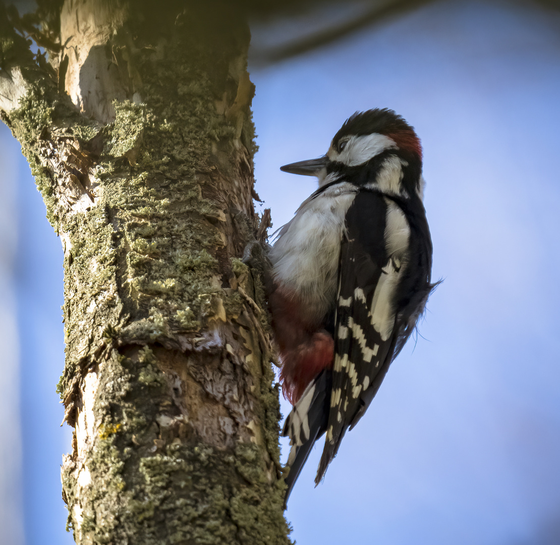 Buntspecht Foto & Bild | tiere, wildlife, wild lebende vögel Bilder auf ...