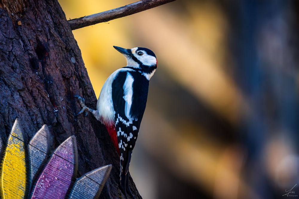 Buntspecht Foto & Bild | tiere, wildlife, wild lebende vögel Bilder auf ...