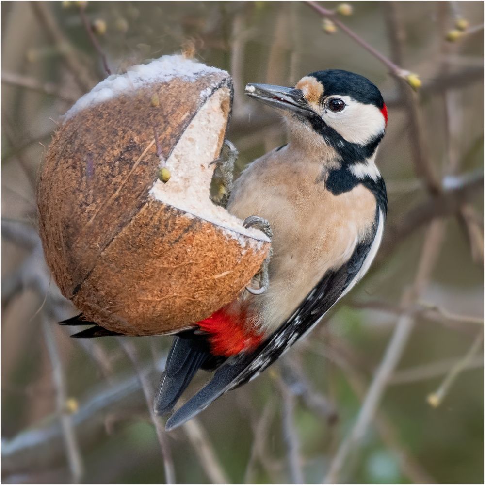 Buntspecht...... Foto & Bild | winter, tiere, vögel Bilder auf ...