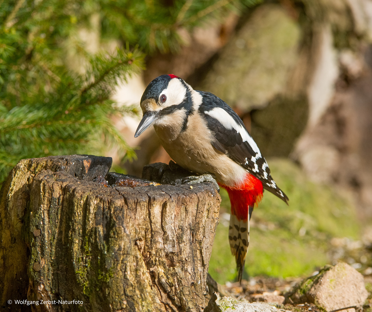 Buntspecht --- Foto & Bild | fotos, natur, tiere Bilder auf fotocommunity