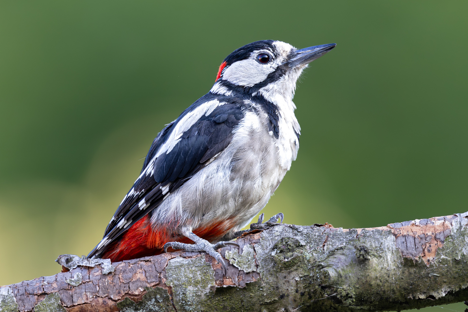 Buntspecht Foto & Bild | fotos, natur, tiere Bilder auf fotocommunity