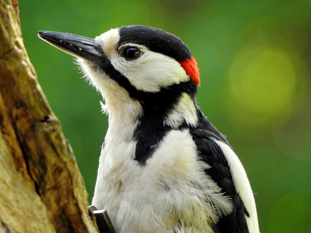 Buntspecht Foto & Bild | natur Bilder auf fotocommunity