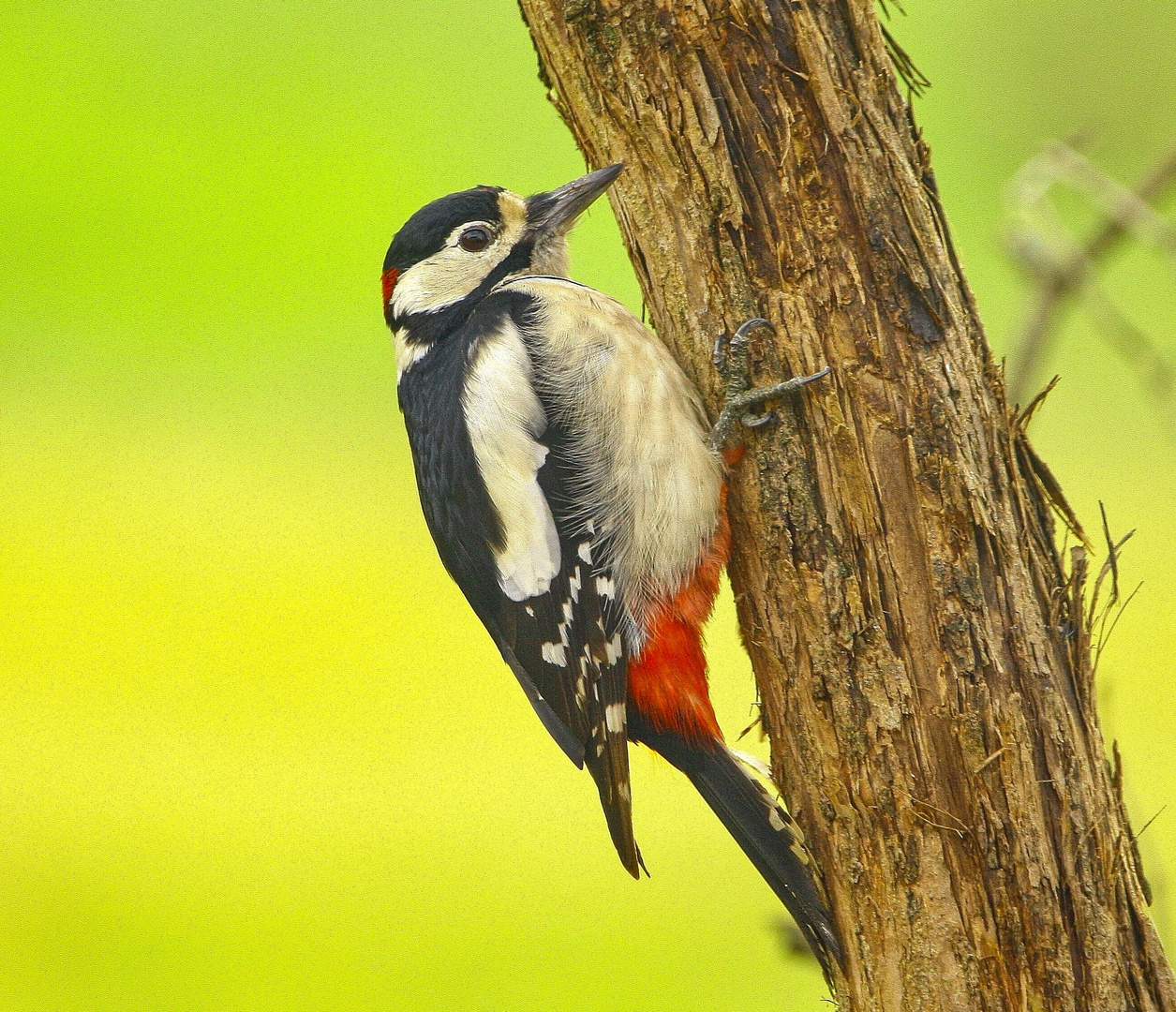 Buntspecht Foto & Bild | tiere, wildlife, wild lebende vögel Bilder auf ...