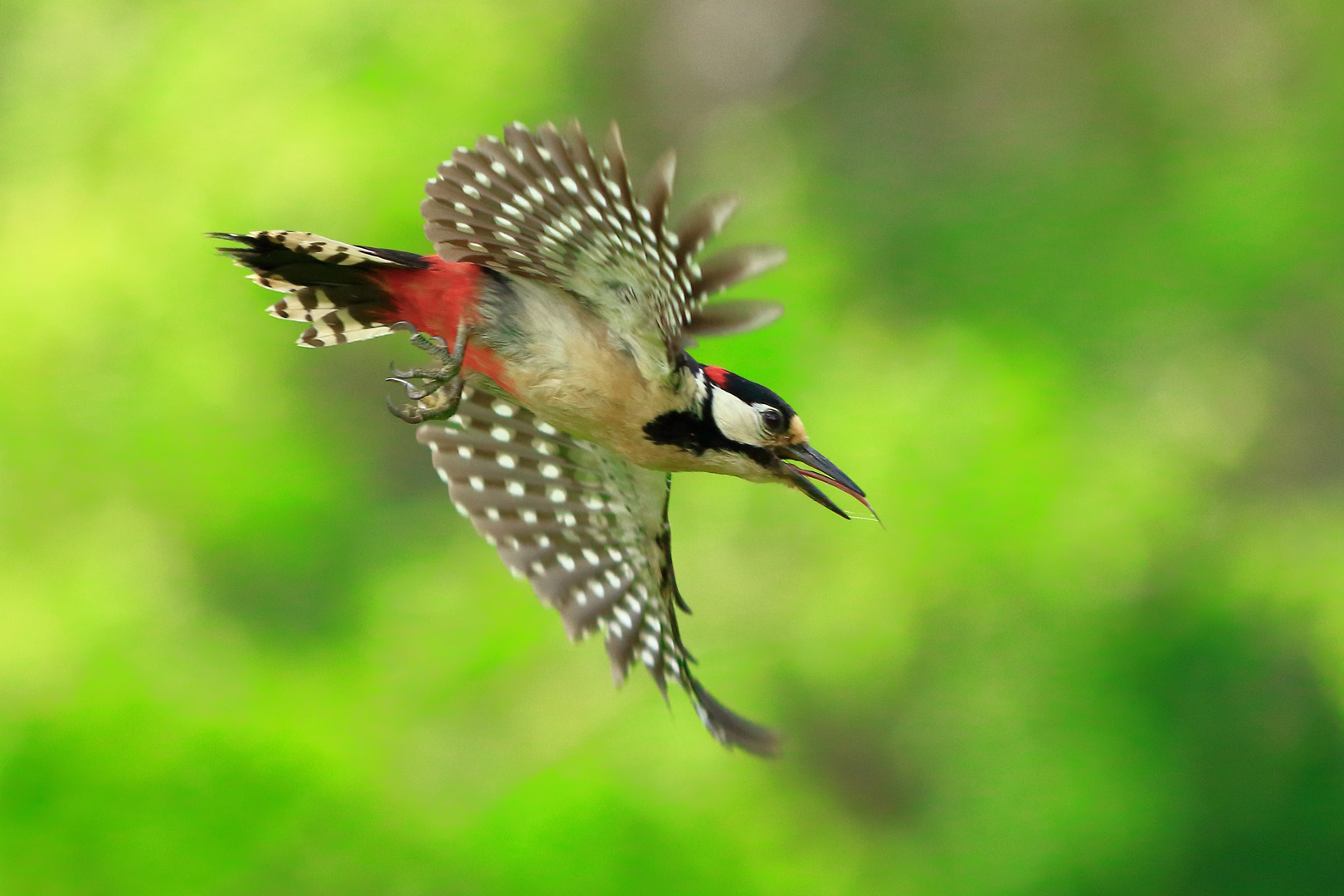 Buntspecht fliegt Foto & Bild | natur, bokeh, fliegen Bilder auf ...