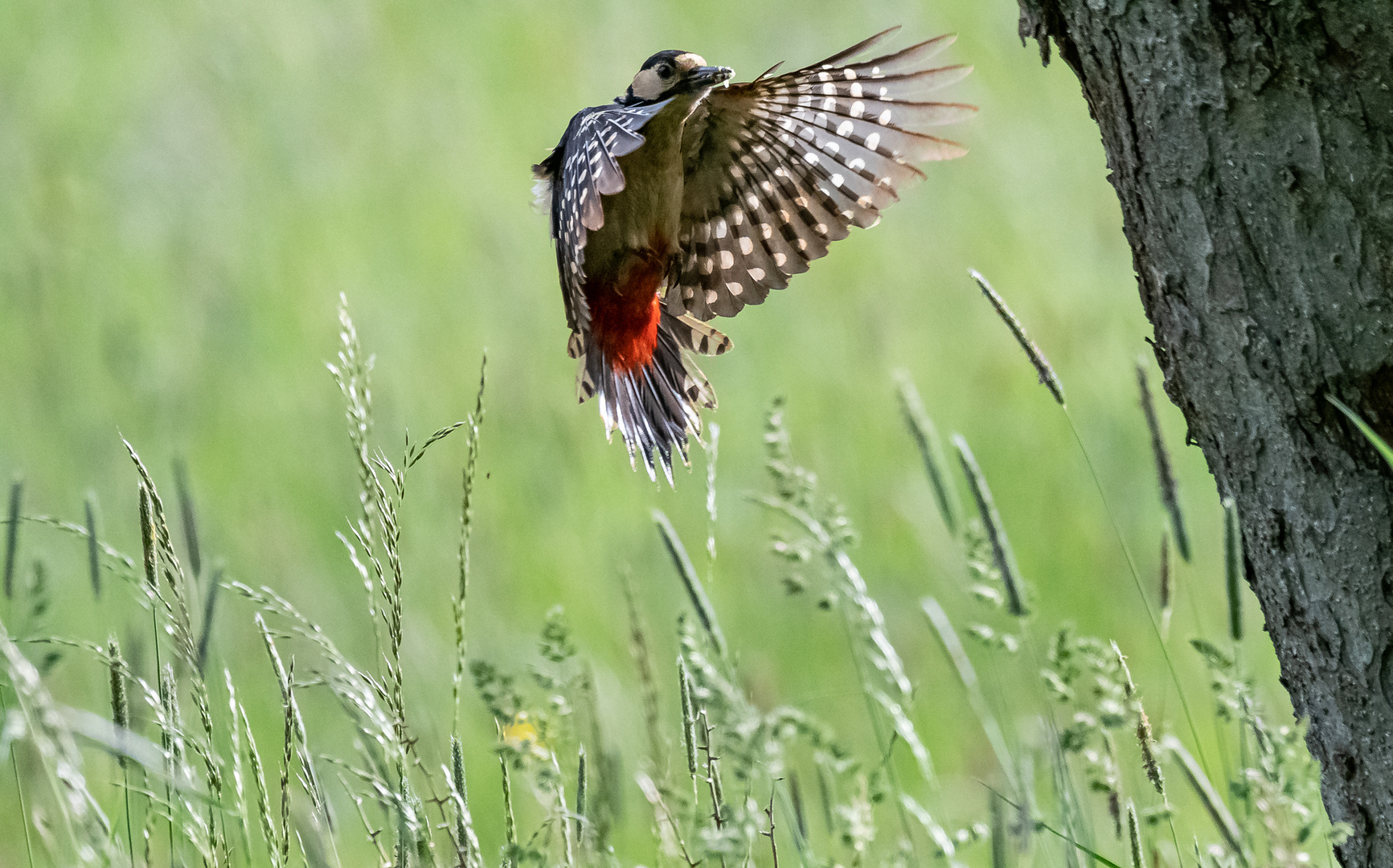Buntspecht im Anflug auf die Bruthöhle Foto & Bild | tiere, wildlife ...