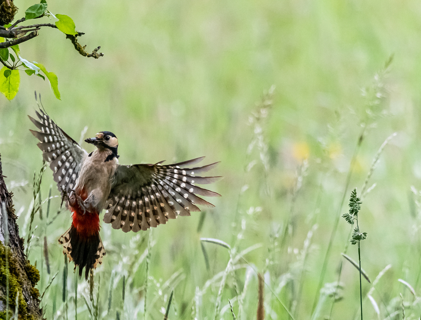 Buntspecht im Anflug auf die Bruthöhle Foto & Bild | tiere, wildlife ...