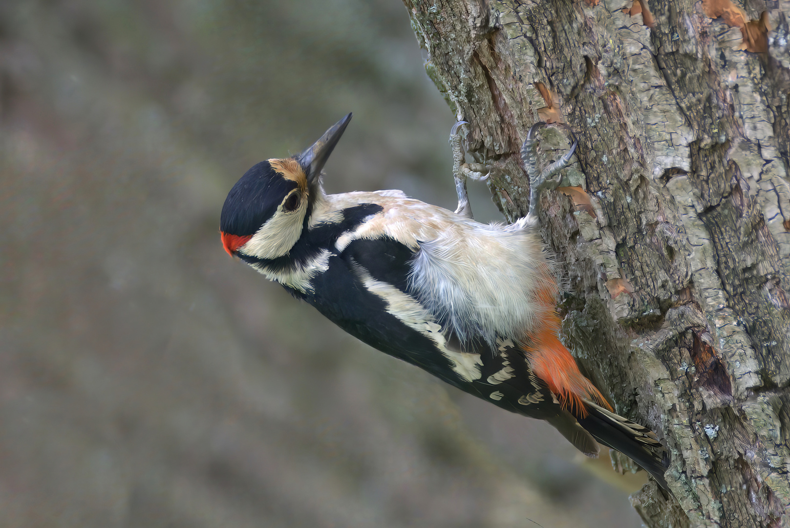 Buntspecht - mänlich Foto & Bild | tiere, wildlife, wild lebende vögel ...