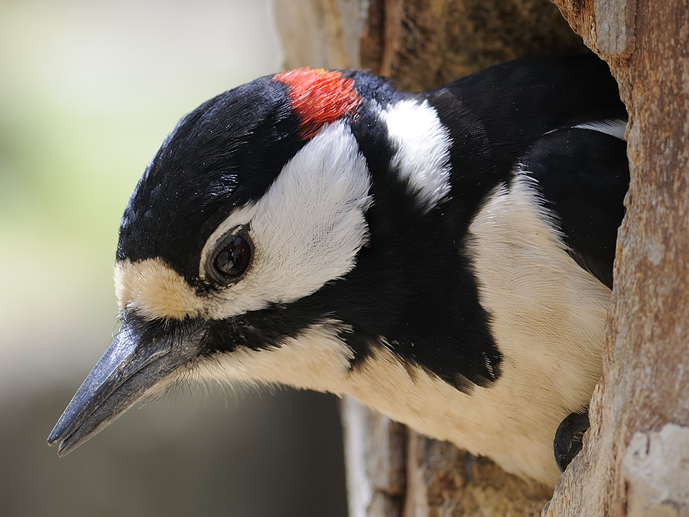Buntspecht-Männchen 2 Foto & Bild | tiere, wildlife, wild lebende vögel ...