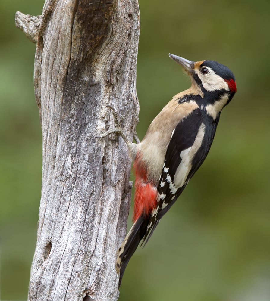 Buntspecht - Männchen Foto & Bild | tiere, wildlife, wild lebende vögel ...