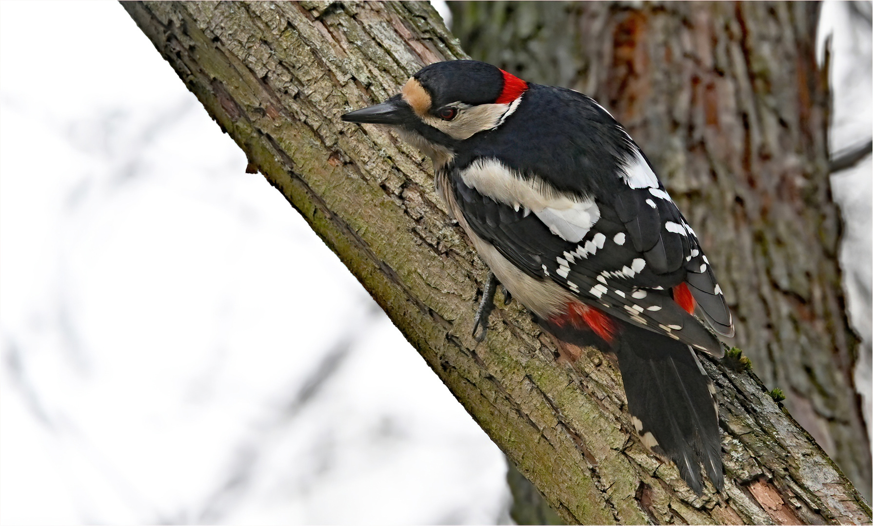Buntspecht - Männchen Foto & Bild | tiere, wildlife, wild lebende vögel ...