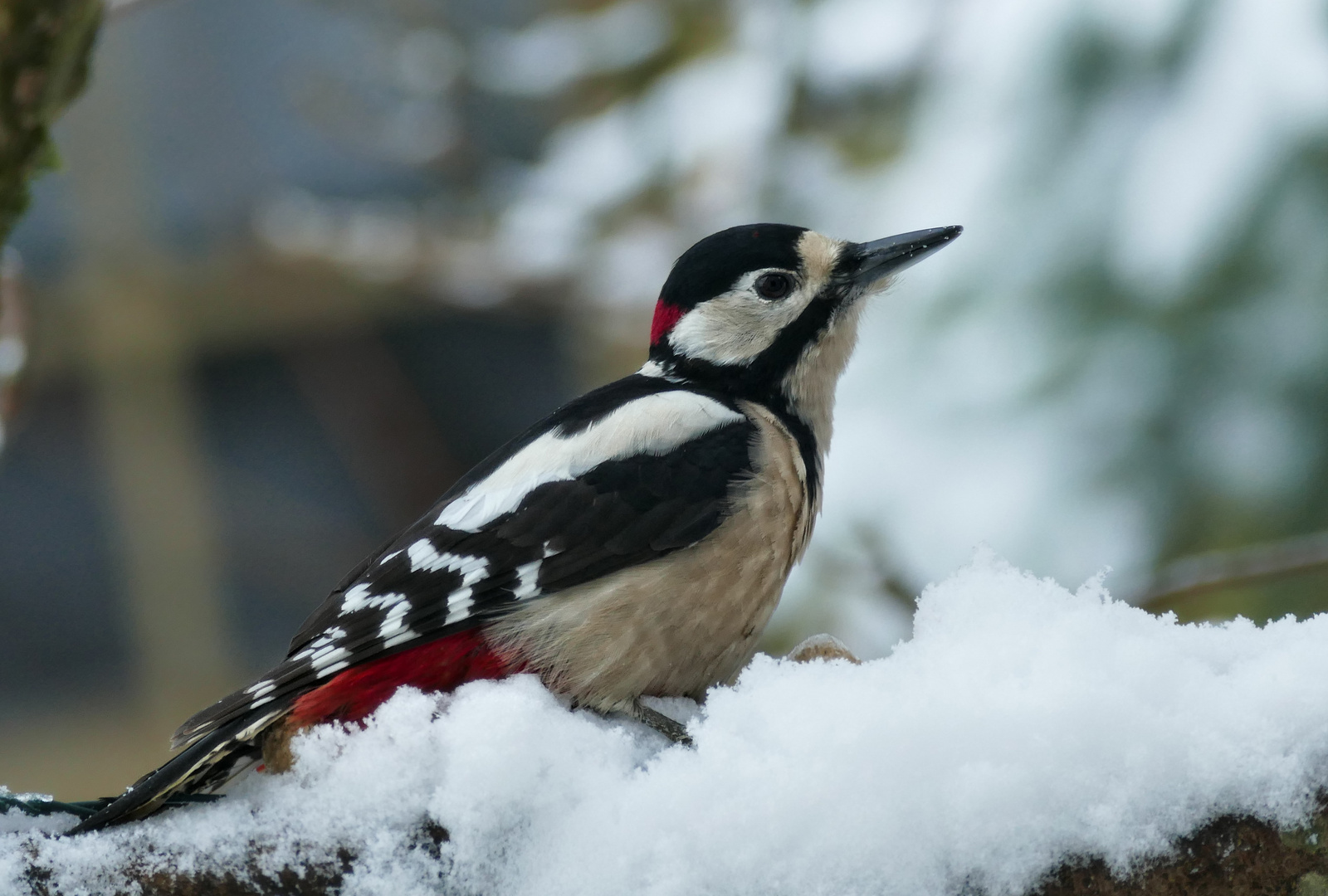 Buntspecht Männchen Foto & Bild | tiere, wildlife, wild lebende vögel ...