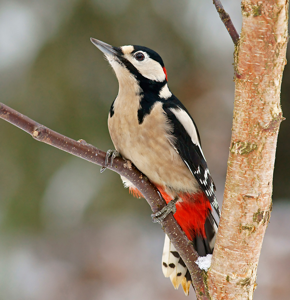 Buntspecht Männchen Foto & Bild | tiere, wildlife, wild lebende vögel ...