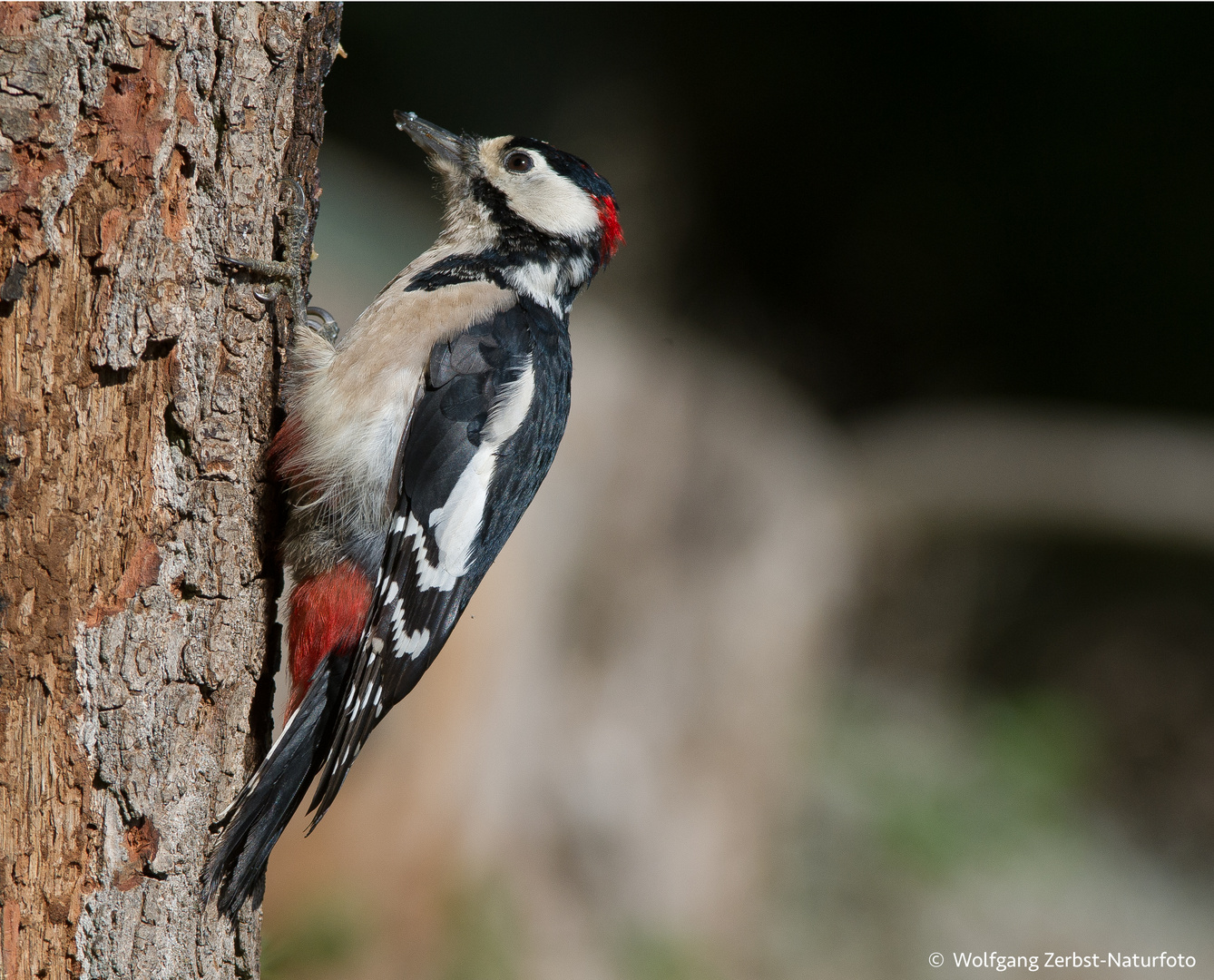 Buntspecht männlich --- Foto & Bild | fotos, winter, frühling Bilder ...