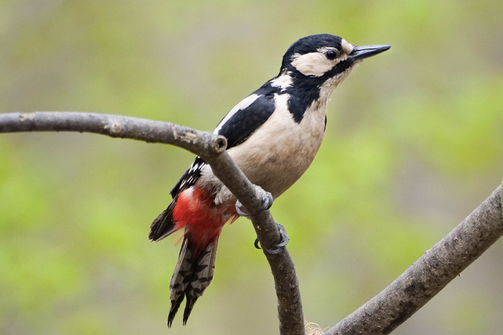Buntspecht Weibchen Foto & Bild | tiere, wildlife, wild lebende vögel ...
