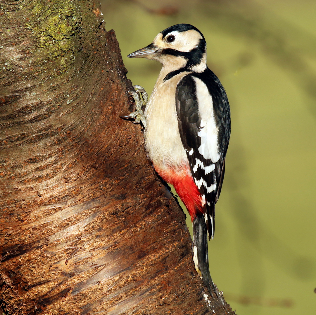 Buntspecht Weibchen Foto & Bild | tiere, wildlife, wild lebende vögel ...