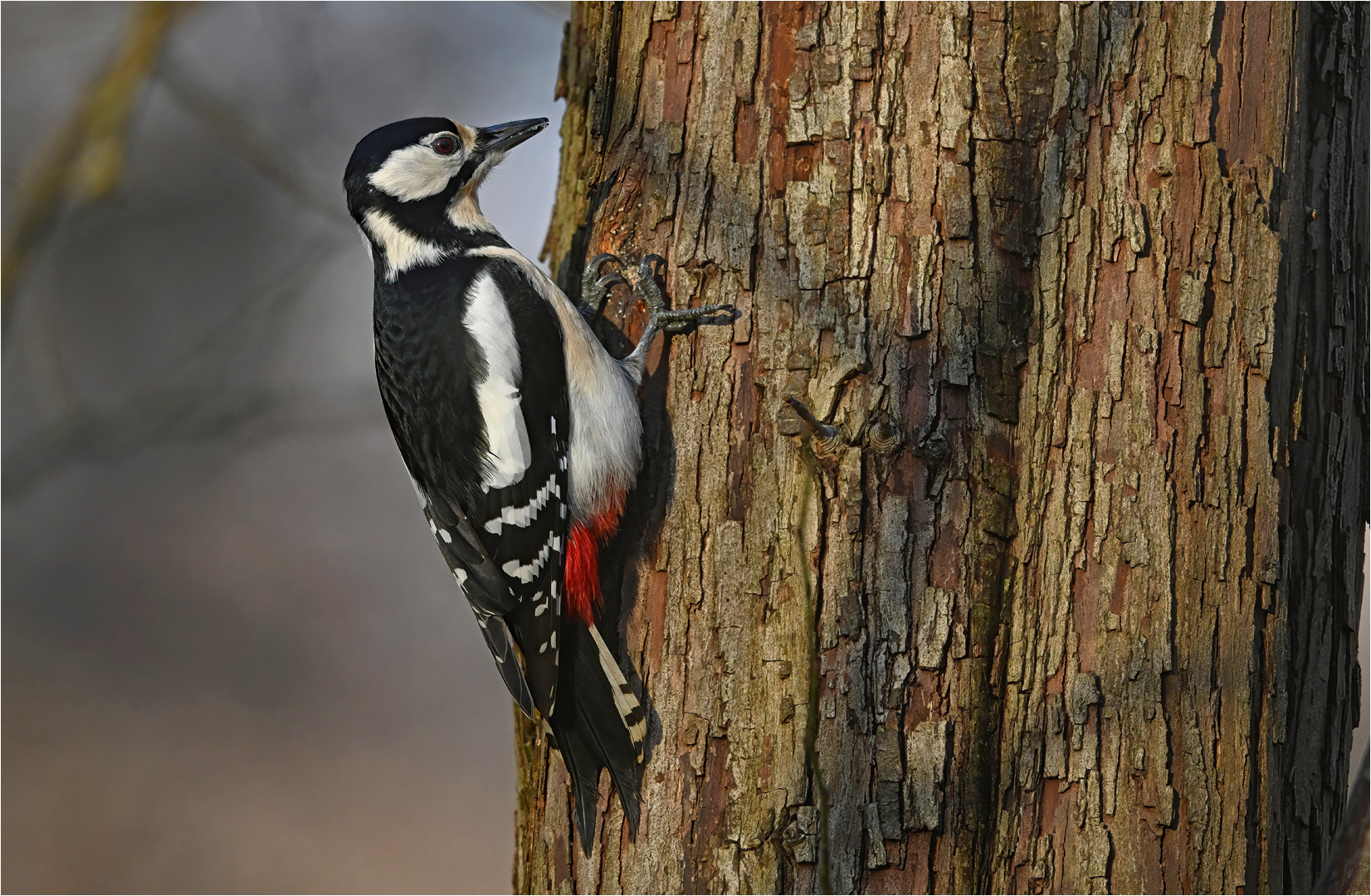 Buntspecht - Weibchen Foto & Bild | tiere, wildlife, wild lebende vögel Bilder auf fotocommunity
